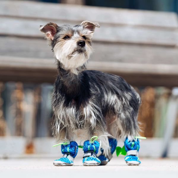 The Importance of Protecting Your Dog's Paws in Hot Weather – Canada Pooch