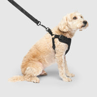 How to Properly Fit a Dog Harness: Step-by-Step Instructions – Canada Pooch