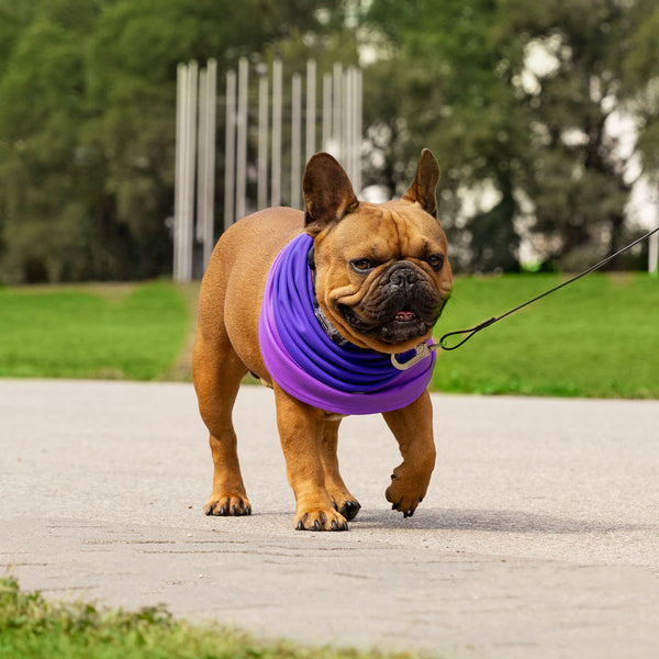 Max Chill Cooling Dog Snood | Canada Pooch