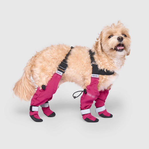 Bottes d’hiver pour chien à bretelles | Chien du Canada – Canada Pooch